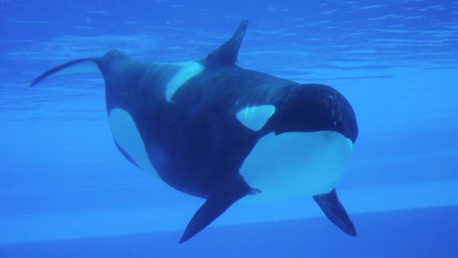 Toestemming om orka Morgan over te brengen naar Tenerife blijft ...