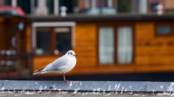 Uitspraak 202002130/1/R2 - Raad van State